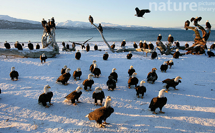 Stock photo of American bald eagle (Haliaeetus leucocephalus) large ...