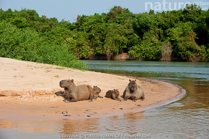 Stock photo of Capivara / Capibara (Hydrochoerus hydrochaeris) family ...