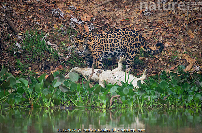 Stock photo of Female Jaguar (Panthera onca) with Jacare Caiman prey ...