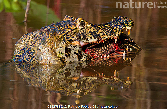 Stock photo of Jacare / Yacare Caiman (Caiman crocodilus yacare ...