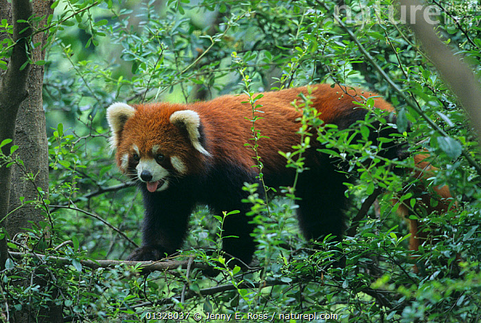 Stock photo of Wild adult red panda (Ailurus fulgens) amongst ...