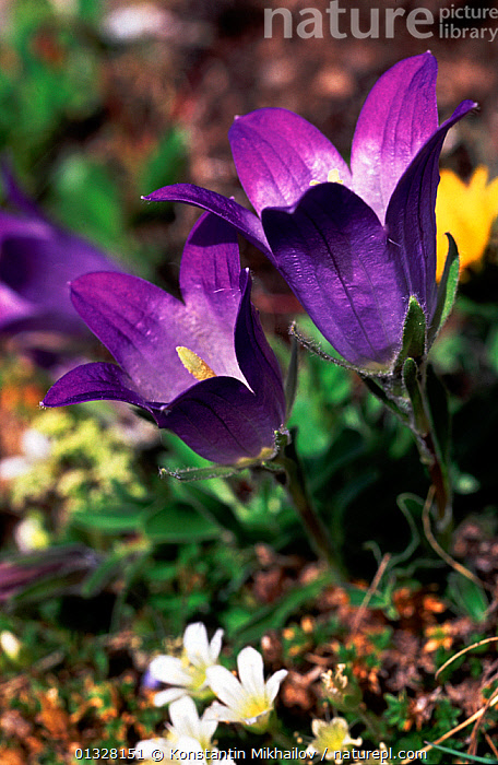 Stock photo of The bellflower (Campanula bibirshteinii) in Alpine belt ...