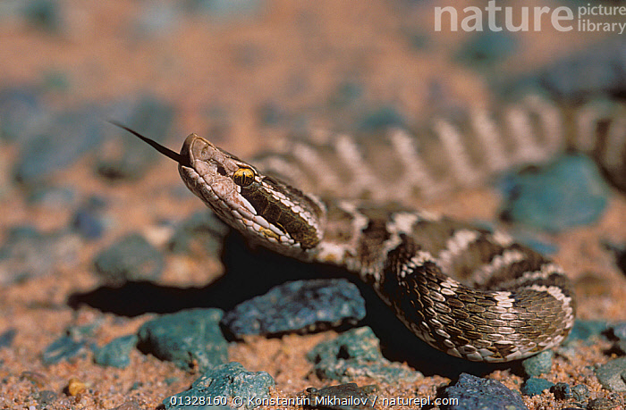 Stock photo of Brown Mamushi snake (Agkistrodon saxatilis), Mongolia ...