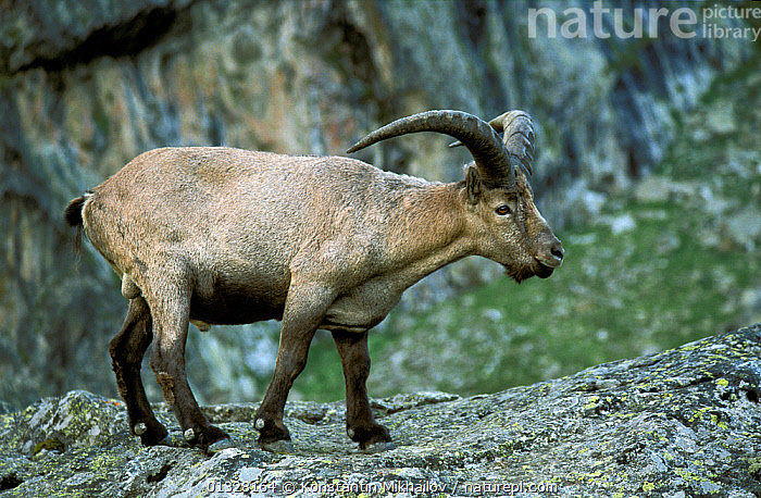 Stock photo of West Caucasian tur (Capra caucasica) Female, Highlands ...