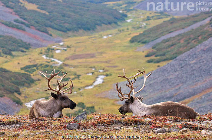 Stock photo of Two Caribou /Reindeer (Rangifer tarandus) resting on ...