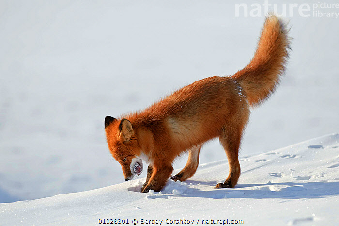 Stock photo of Red fox (Vulpes vulpes) digging in snow, carrying bird ...