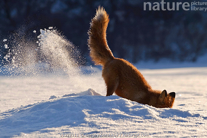 Stock photo of Red fox (Vulpes vulpes) digging in snow, Kamchatka, Far ...