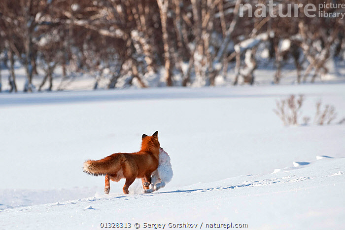Stock photo of Red fox (Vulpes vulpes) carrying hare prey in snow ...