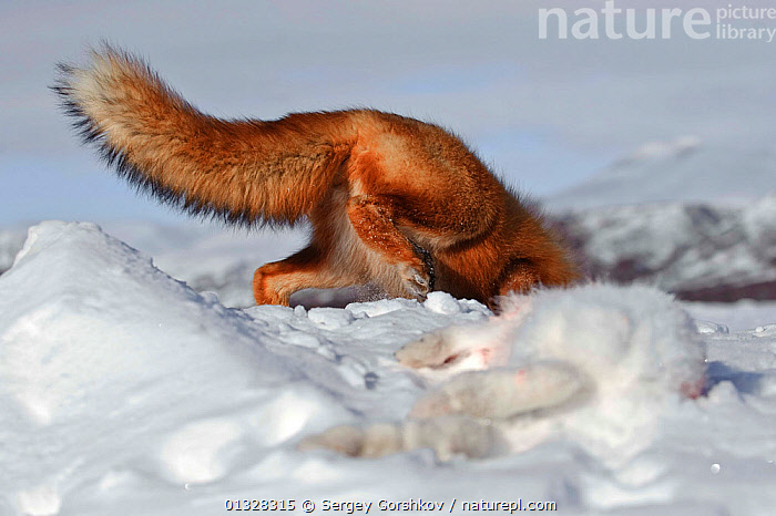 Stock photo of Red fox (Vulpes vulpes) digging to bury hare prey in ...