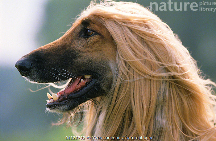 Stock photo of Domestic dog, Afghan Hound / Tazy / Baluchi Hound, head ...