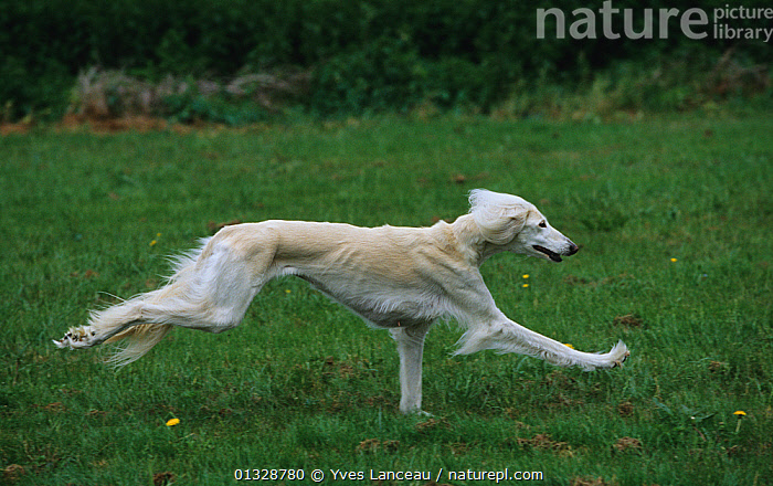 Stock photo of Domestic dog, Saluki / Arabian Hound / Gazelle Hound ...