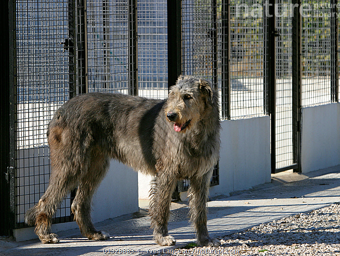 Stock photo of Domestic dog, Irish Wolfhound, standing beside kennel ...