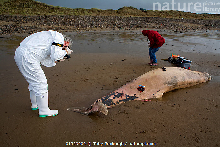 Stock photo of Scientists from the Welsh Marine Environmental ...