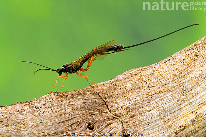 Stock photo of Ichneumon parasitic wasp (Lissonota setosa) on branch ...
