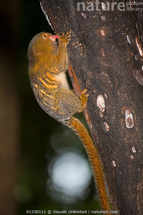 Pygmy Marmosets Eating