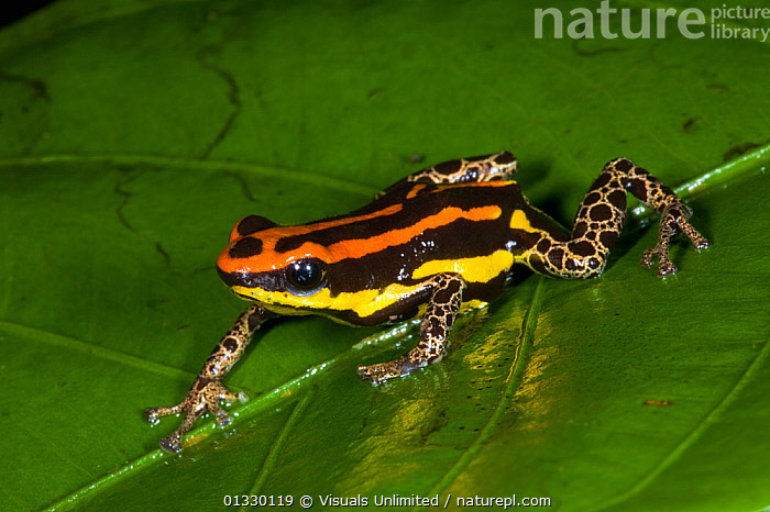Red Striped Poison Dart Frog