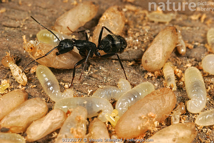 Carpenter Ant Larvae