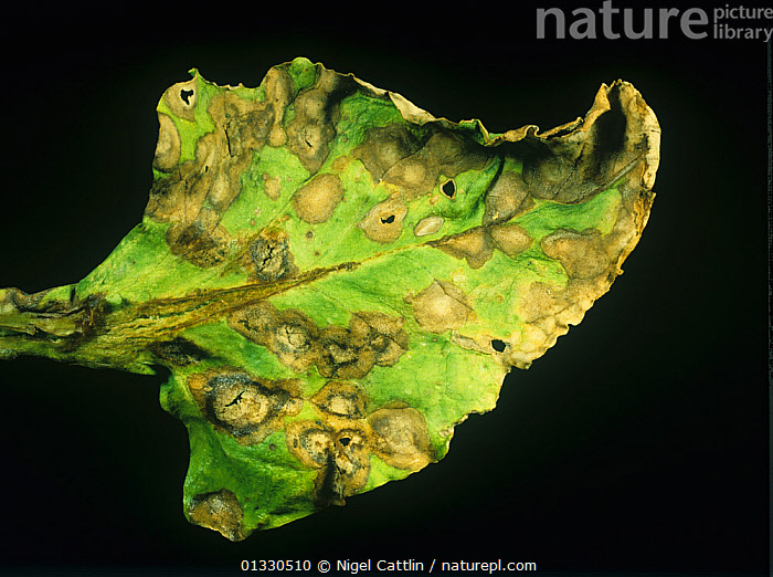Stock photo of Ramularia leaf spot (Ramularia beticola) fungal disease ...
