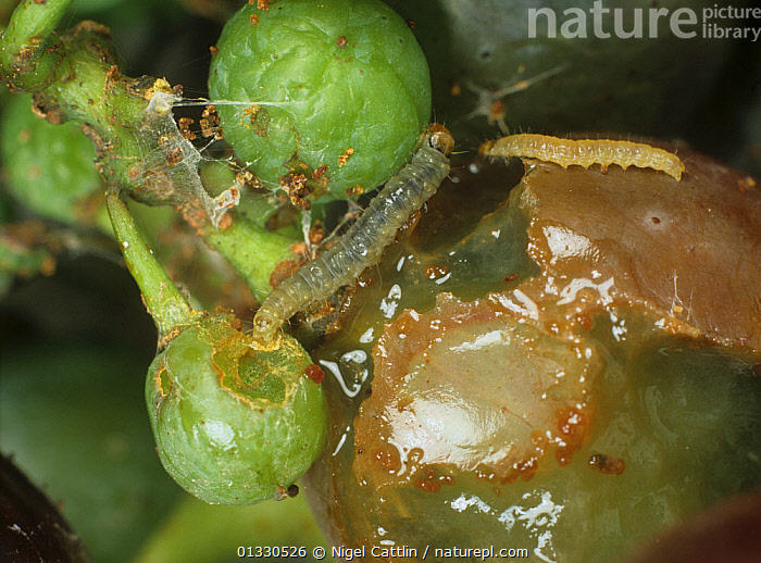 Stock photo of Caterpillar larvae of European Grapevine moth (Lobesia ...