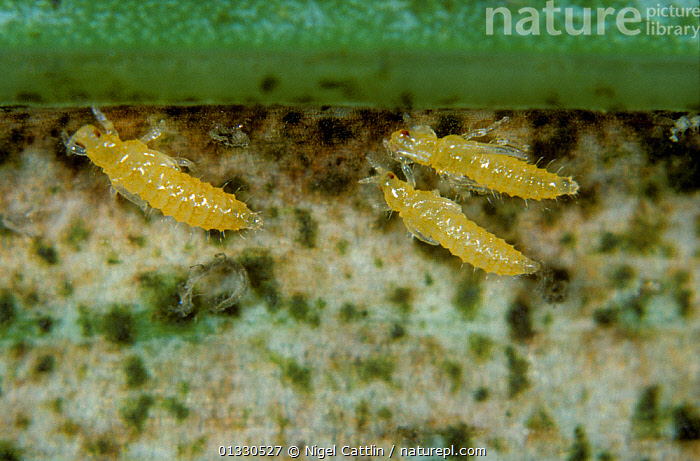Stock photo of Gladiolus thrip (Thrips simplex) nymphs on a damaged ...
