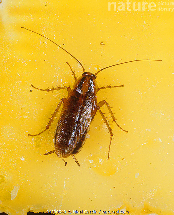 Stock photo of German cockroach (Blatella germanica) on cheese ...
