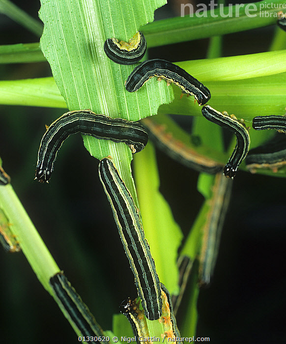 Stock photo of African armyworm (Spodoptera exempta) moth caterpillars ...