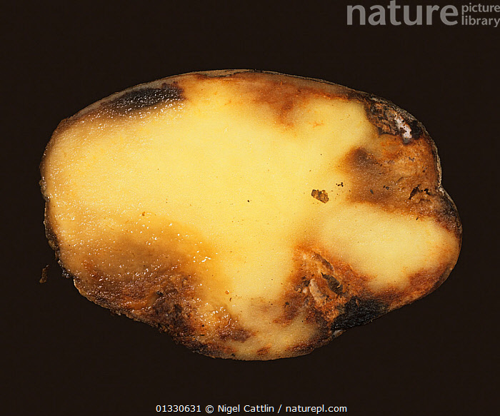 Stock photo of Potato late blight (Phytophthora infestans) symptoms in ...