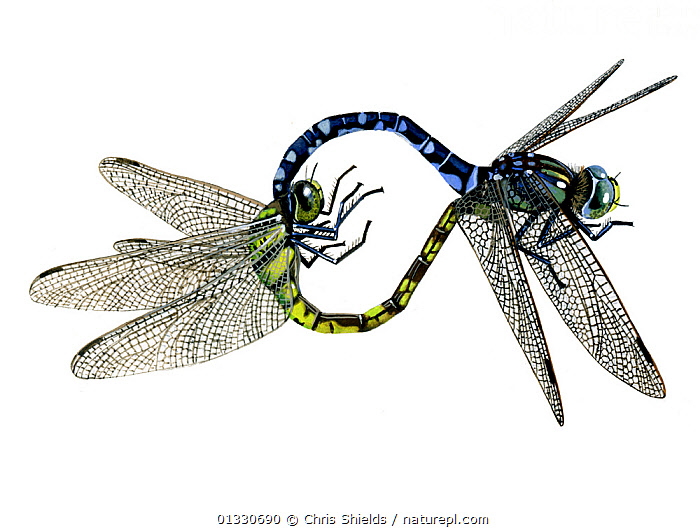 Stock photo of Illustration of mating pair of Sedge Darner / Common ...