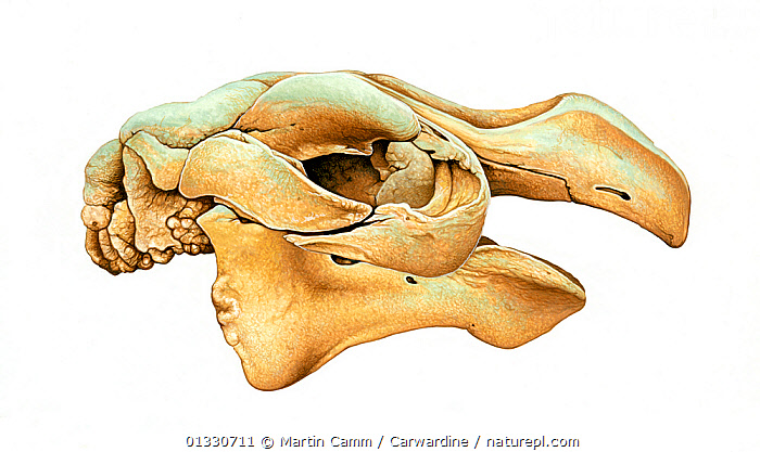 Stock photo of Illustration of Steller's Sea Cow (Hydrodamalis gigas ...