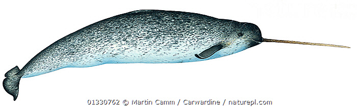 Stock photo of Illustration of Narwhal (Monodon monoceros) male ...