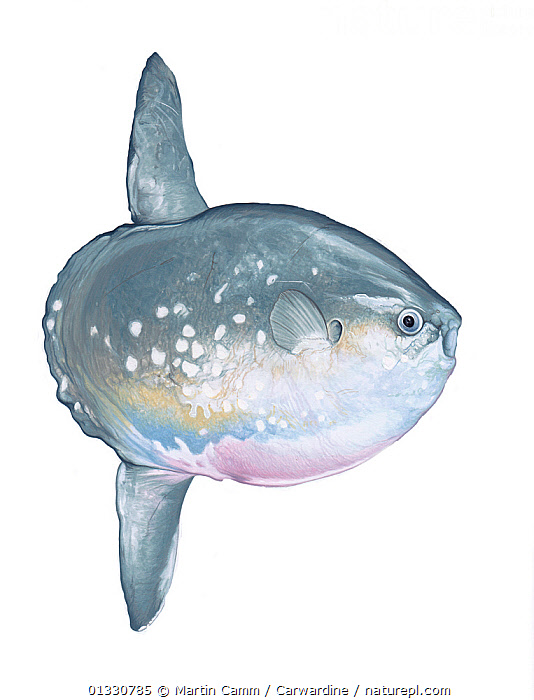 Stock photo of Illustration of Ocean Sunfish (Mola mola), Molidae ...