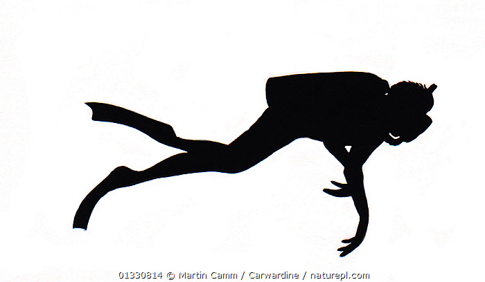 Stock photo of Illustration of human diver for scale (Wildlife Art ...