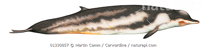 Stock photo of Illustration of Shepherd's beaked whale (Tamacetus ...