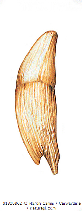 Stock photo of Illustration of tooth of Sperm Whale / Cachalot ...