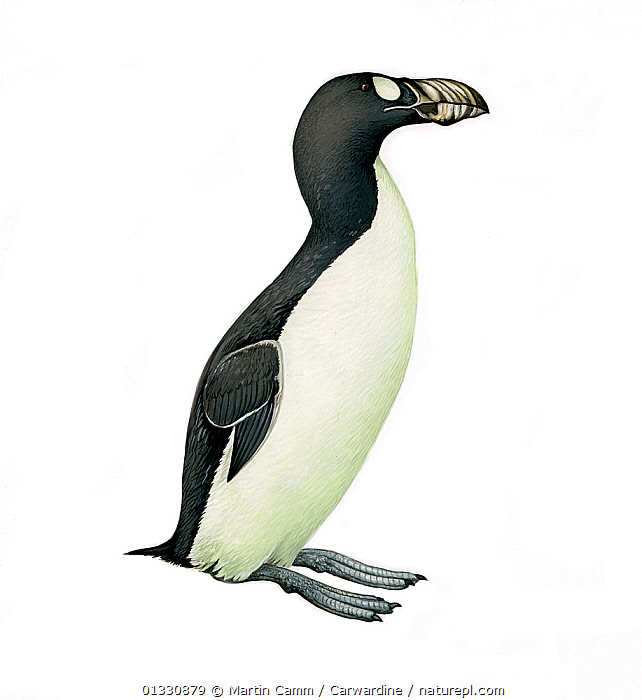 Stock photo of Illustration of Great Auk (Pinguinus impennis). Became ...