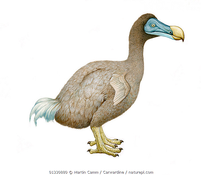 Stock photo of Illustration of Dodo (Raphus cucullatus), Columbidae ...