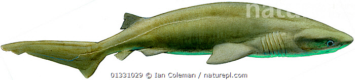 Stock photo of Illustration of Blunt-nose six-gill shark / Cow shark ...