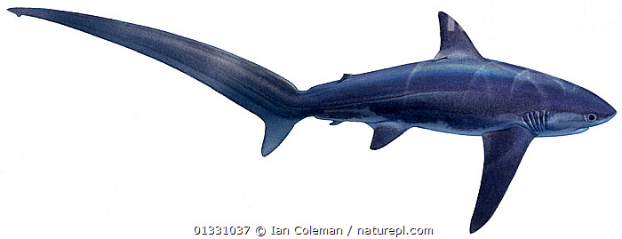 Stock photo of Illustration of Common thresher shark (Alopias vulpinus ...