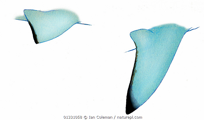 Stock photo of Illustration of fins of Scalloped hammerhead shark ...