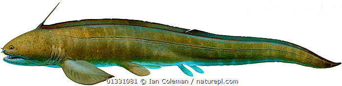 Stock photo of Illustration of Xenocanthus (prehistoric shark ...