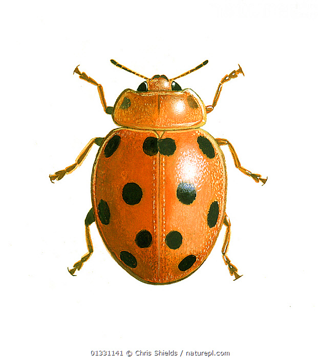 Stock photo of Illustration of Bryony ladybird (Henosepilachna argus ...