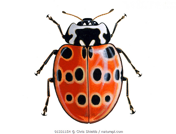 Stock photo of Illustration of Eyed ladybird (Anatis ocellata), showing ...