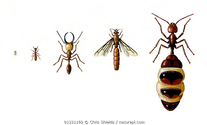 Stock photo of Illustration of Termites (Isoptera),different castes ...