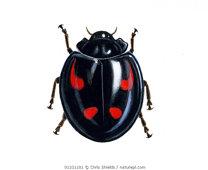 Stock photo of Illustration of Pine ladybird (Exochomus ...