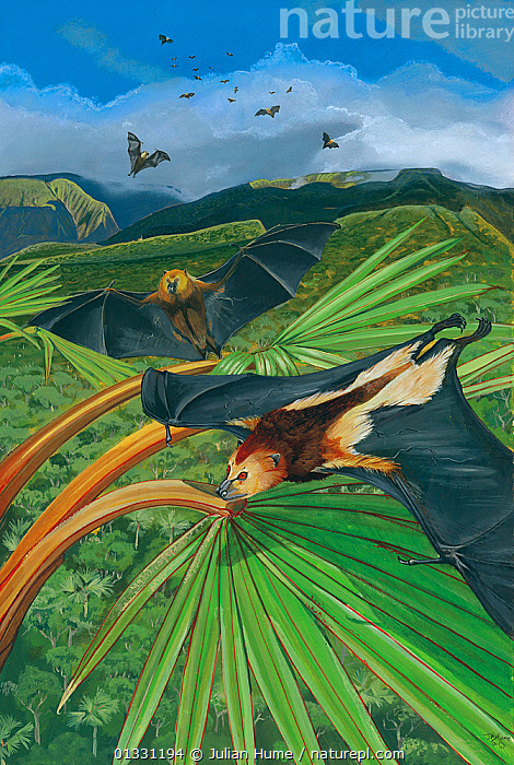 Stock photo of Illustration of Mauritius fruit bat / Black-spined fruit ...