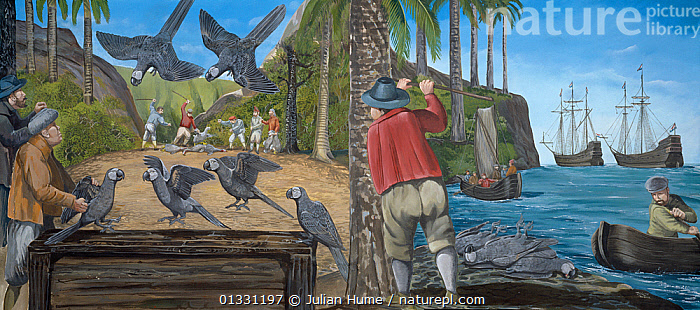 Stock photo of Illustration of Thirioux's grey parrot (Psittacula ...