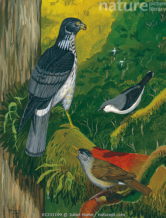 Stock photo of Illustration of Reunion harrier (Circus maillardi) being ...