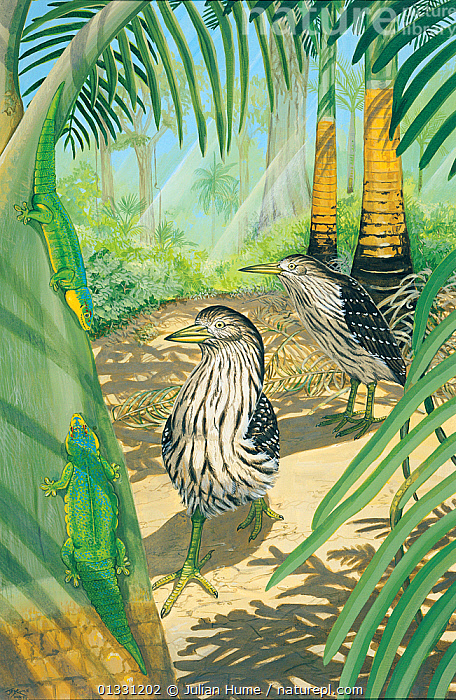 Stock photo of Illustration of Rodrigues night heron (Nycticorax ...
