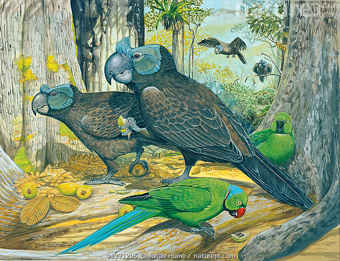 Stock photo of Illustration of Broad billed parrot / Raven parrot ...