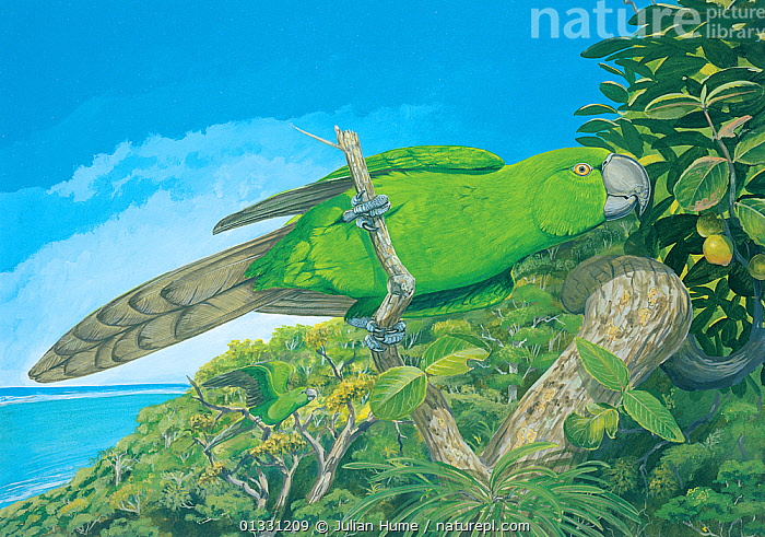 Stock photo of Illustration of Rodrigues parrot (Necropsittacus ...